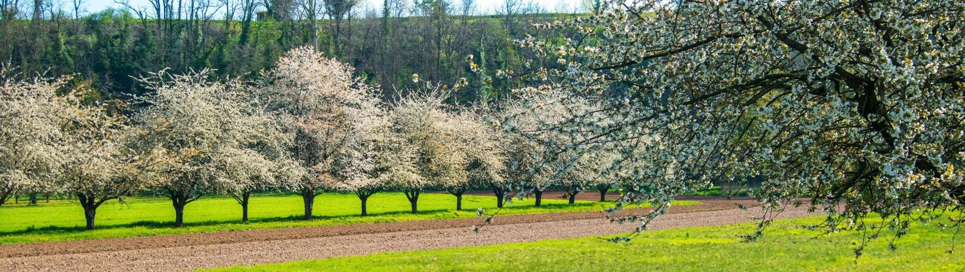 Gemeinde Ringsheim: Startseite