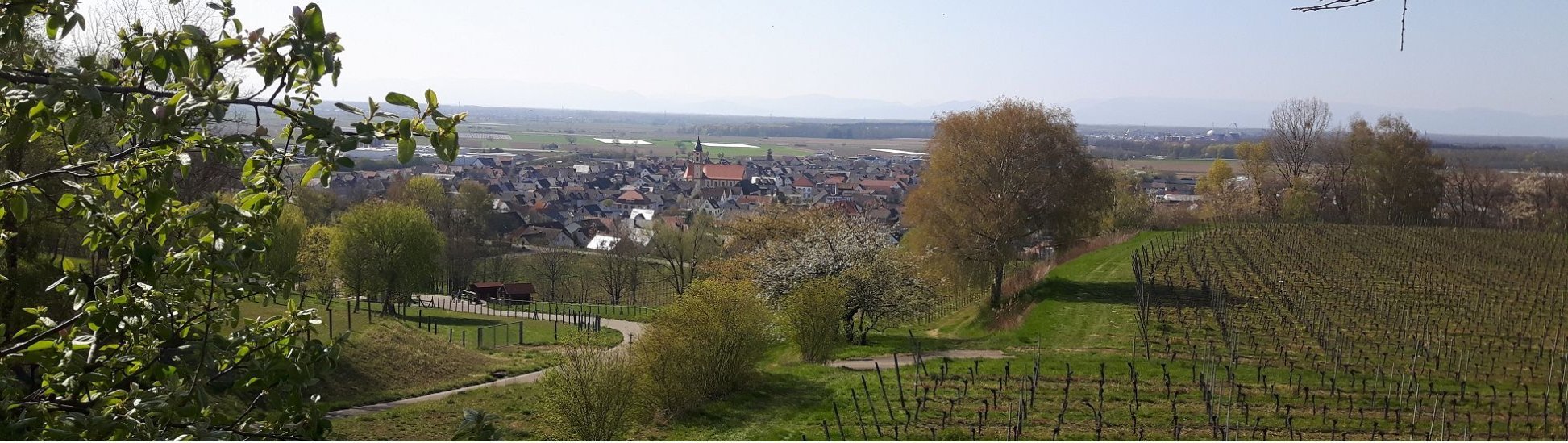 Gemeinde Ringsheim: Startseite